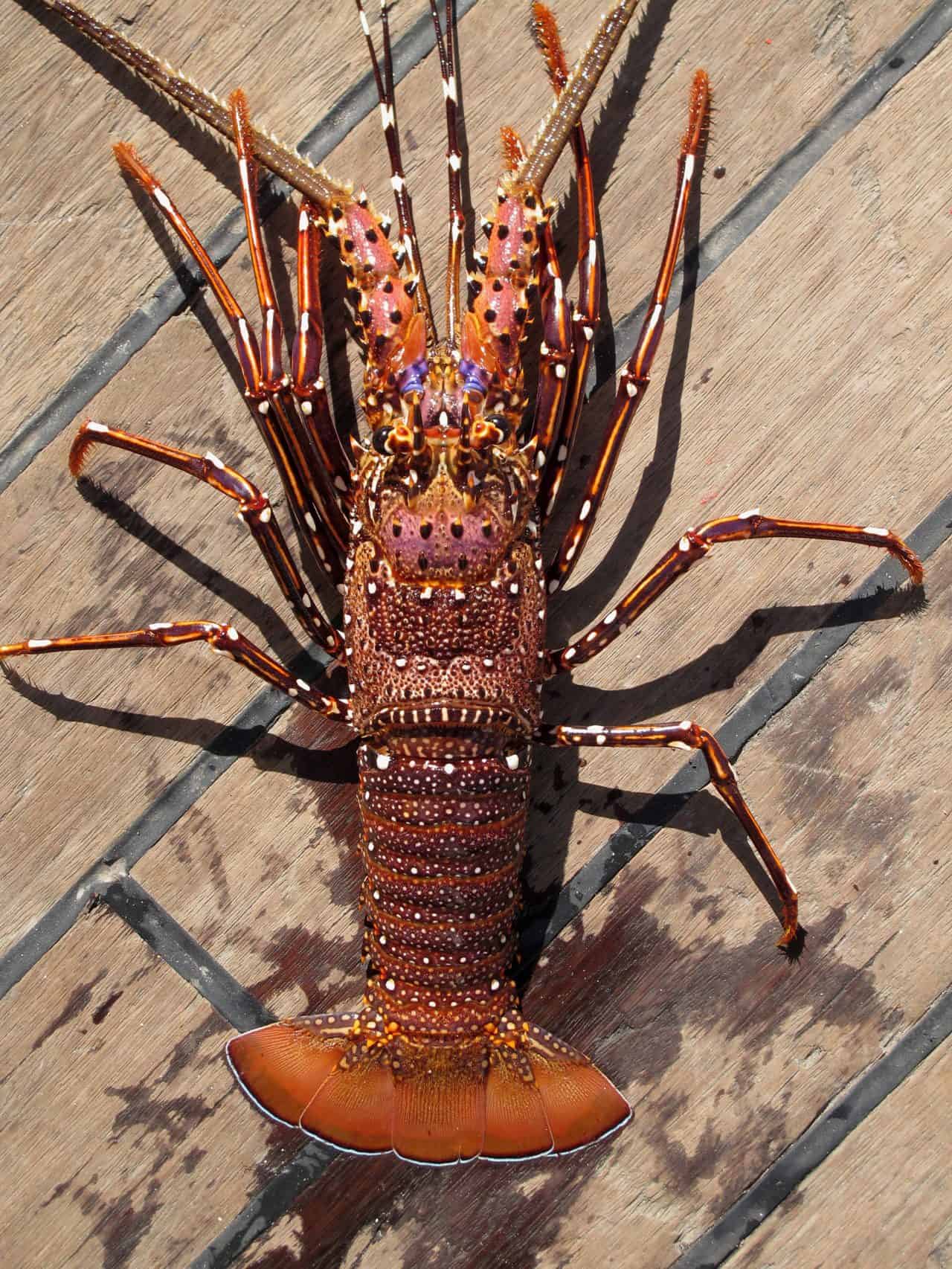 Madagascar - Roger Swainston