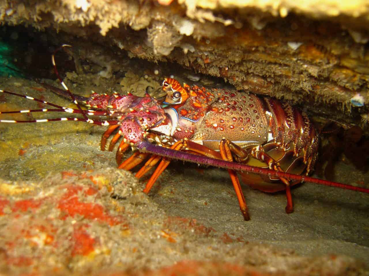 Rock Lobsters of the World - Roger Swainston